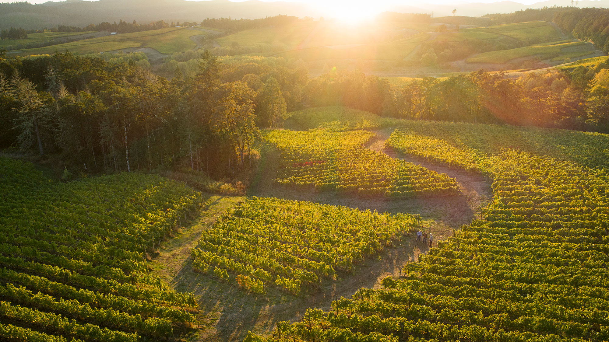 Our Vineyards | Résonance Wines