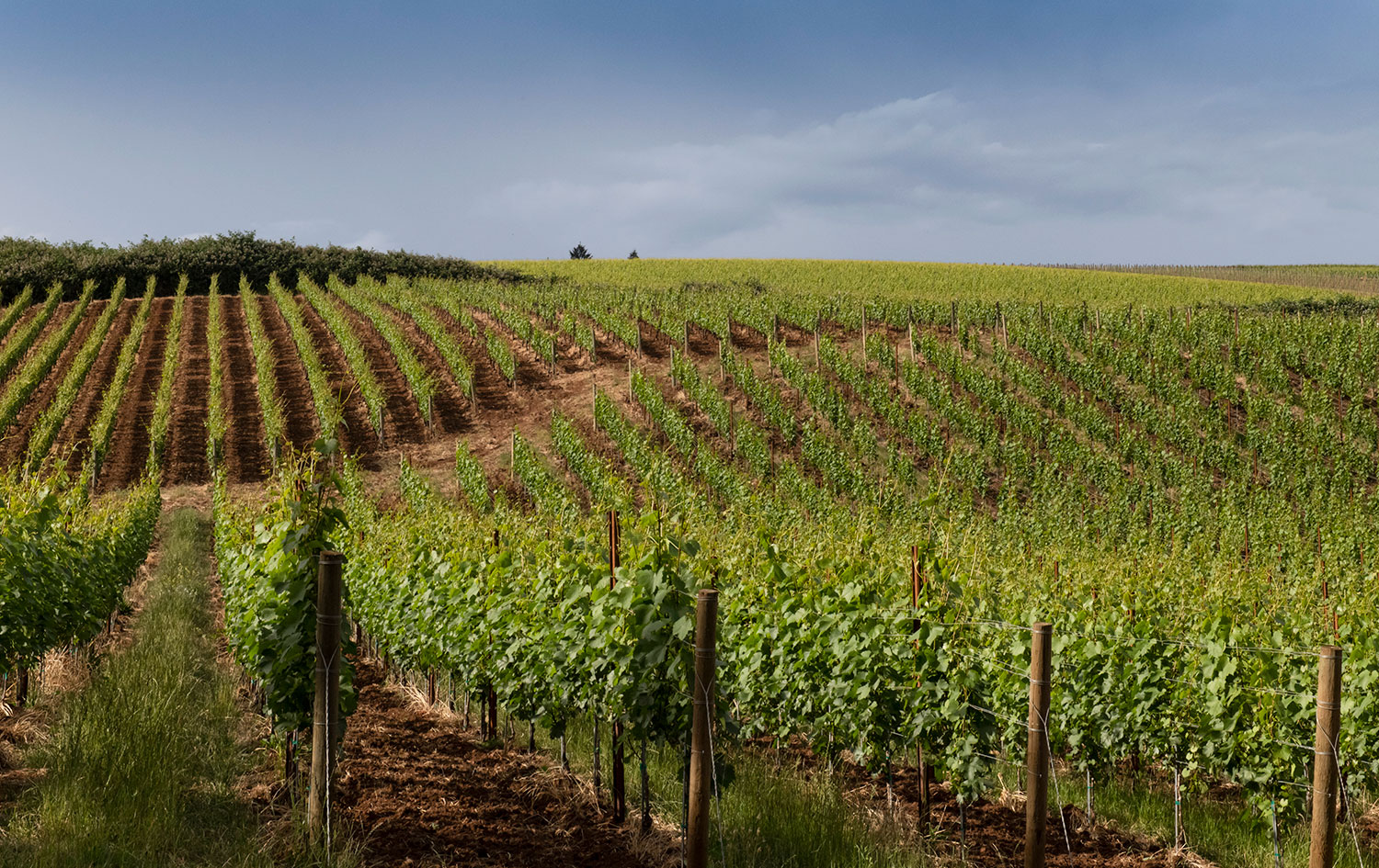 Our Vineyards | Résonance Wines